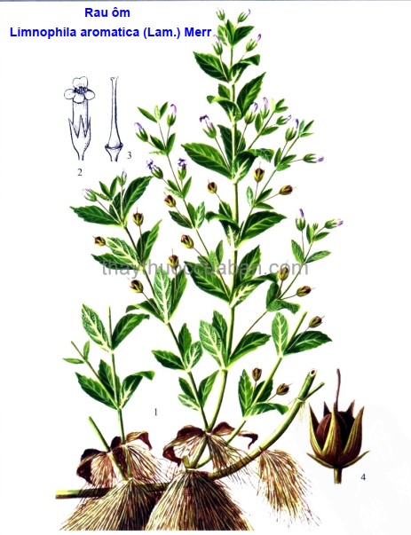 Rau om, tác dụng chữa bệnh của Rau om