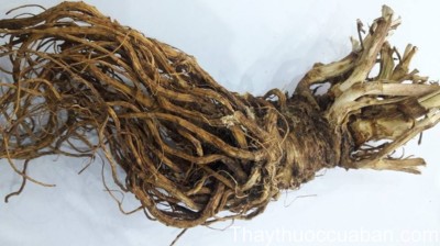 Đương qui, tác dụng chữa bệnh của Đương qui